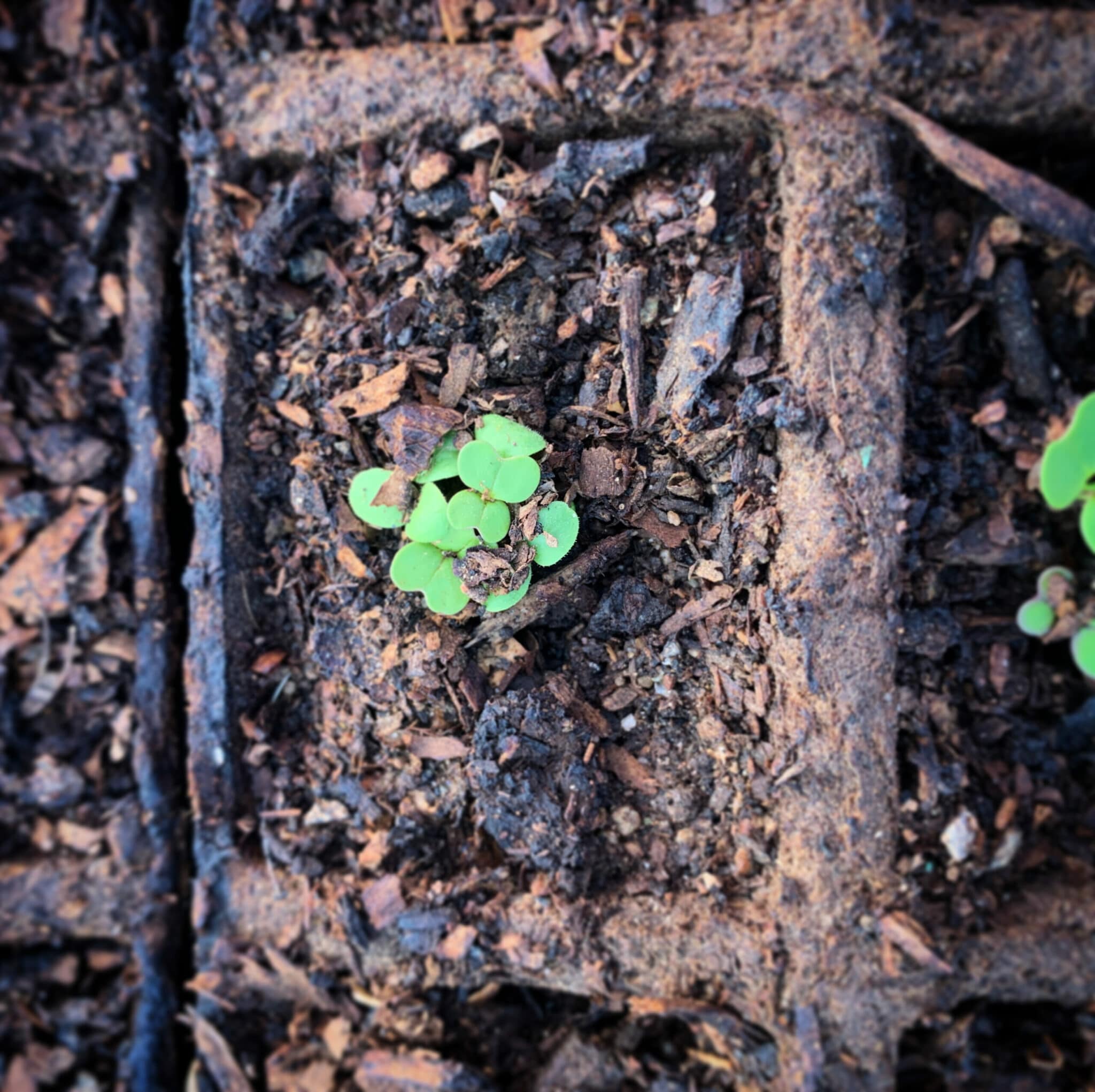 Com-POST – Table to Farm Compost